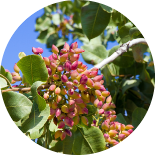 Arsha International Holding